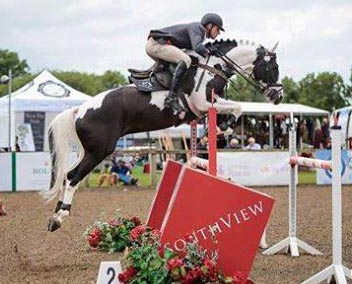 Show Jumping Stallions - Ruby Rose Horseboxes
