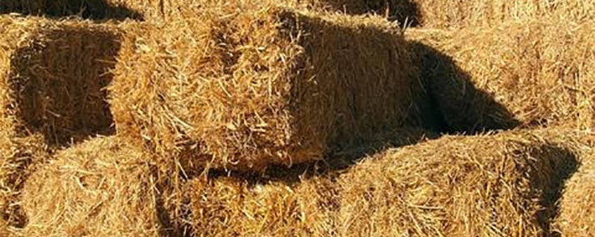 Hay Steamer - Ruby Rose Horseboxes