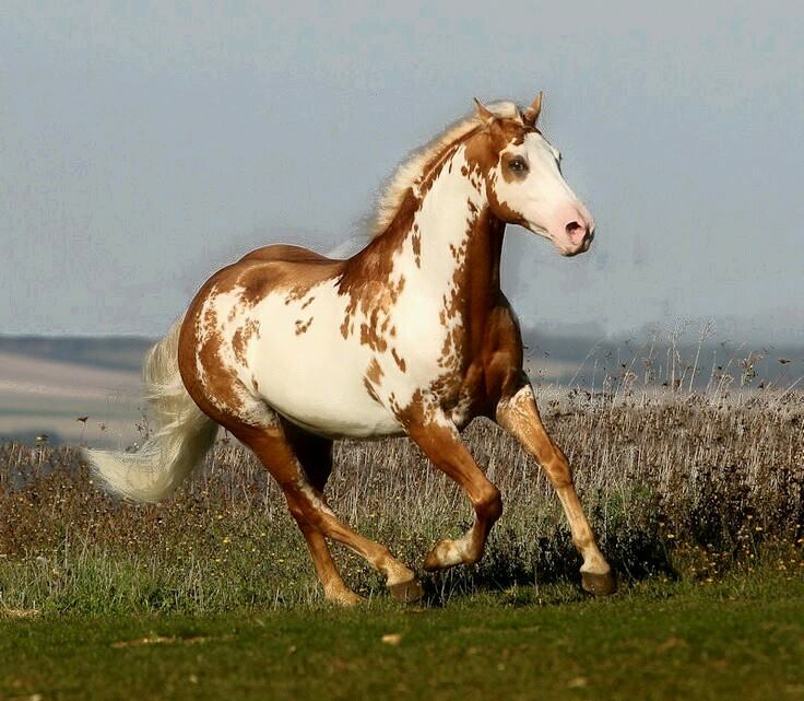 Palomino Overo Paint Stallion