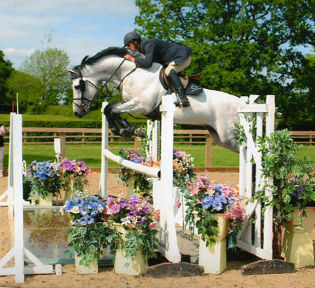 Show Jumping Stallions - Ruby Rose Horseboxes